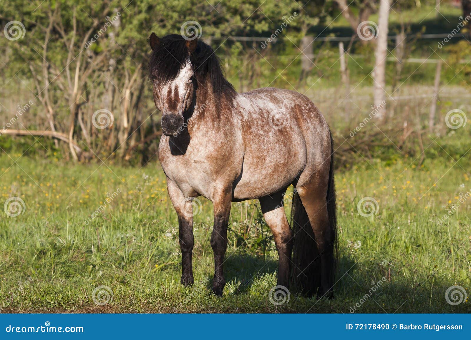 Gotland pony stock photo. Image of horse, sports, sport - 72178490