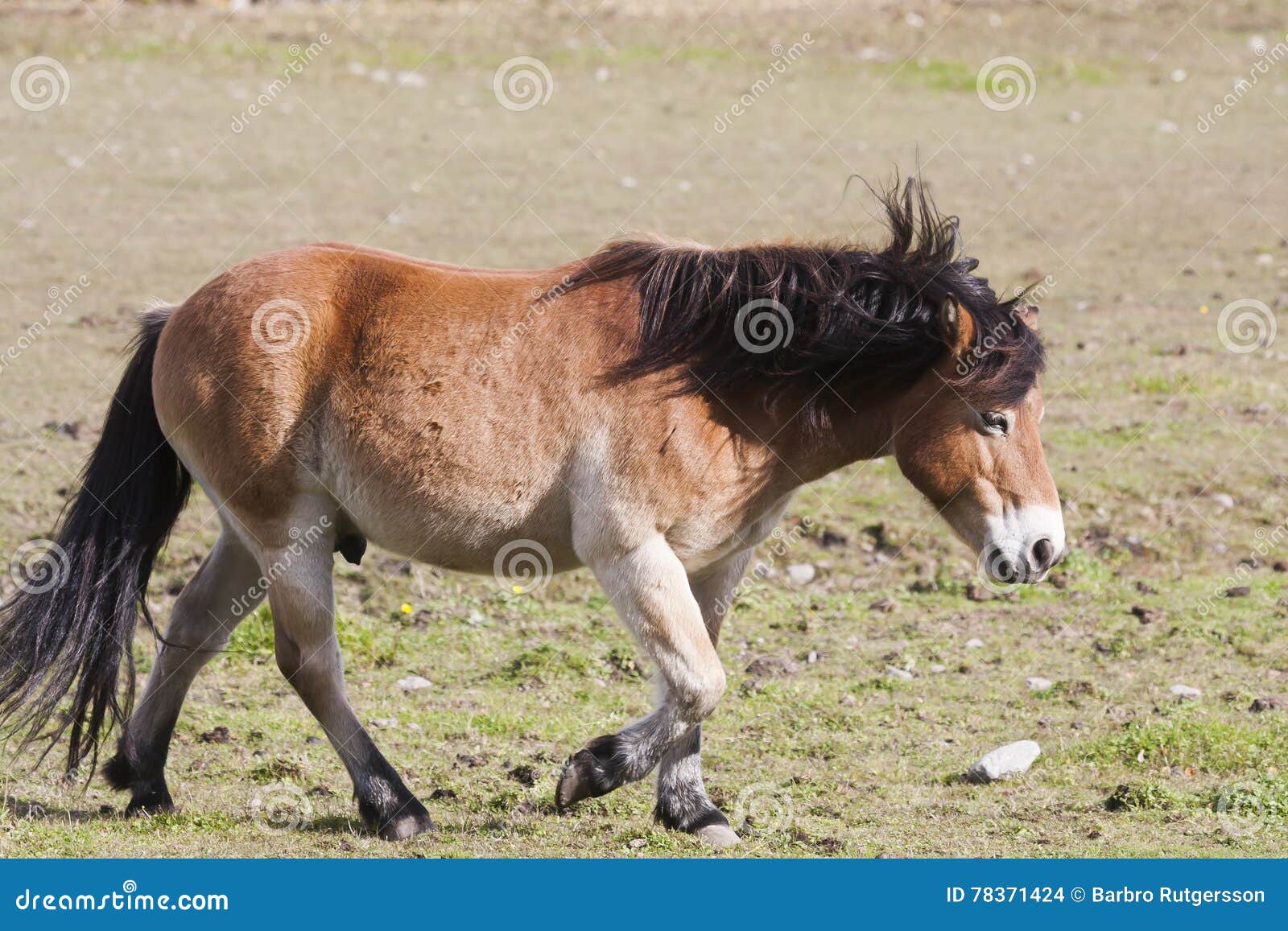 Gotland pony stock photo. Image of breed, children, trot - 78371424