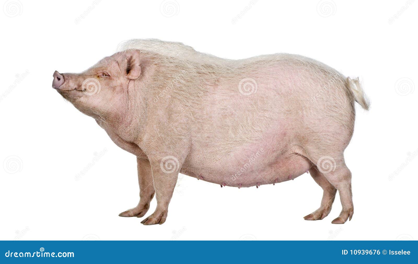 Gottingen Minipig (Sus Scrofa Domesticus). Stock Photography ...