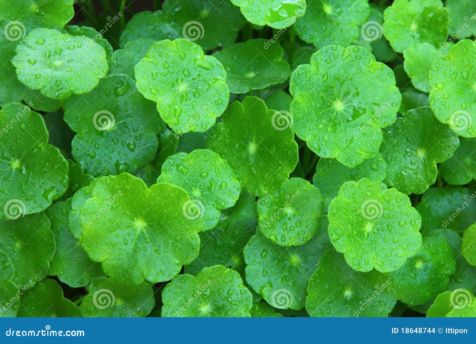 Gotu kola stock photo. Image of herbal, leaf, medicinal - 18648744