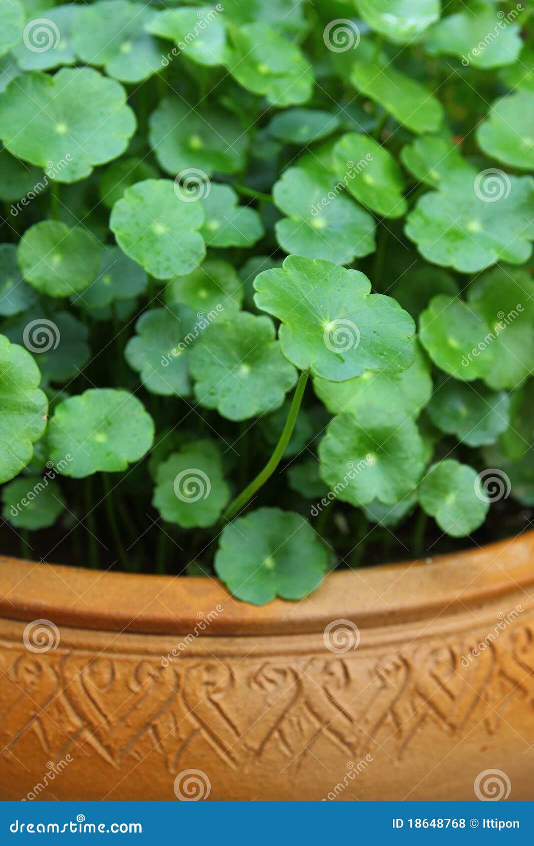 Gotu kola stock photo. Image of holistic, health, herb - 18648768