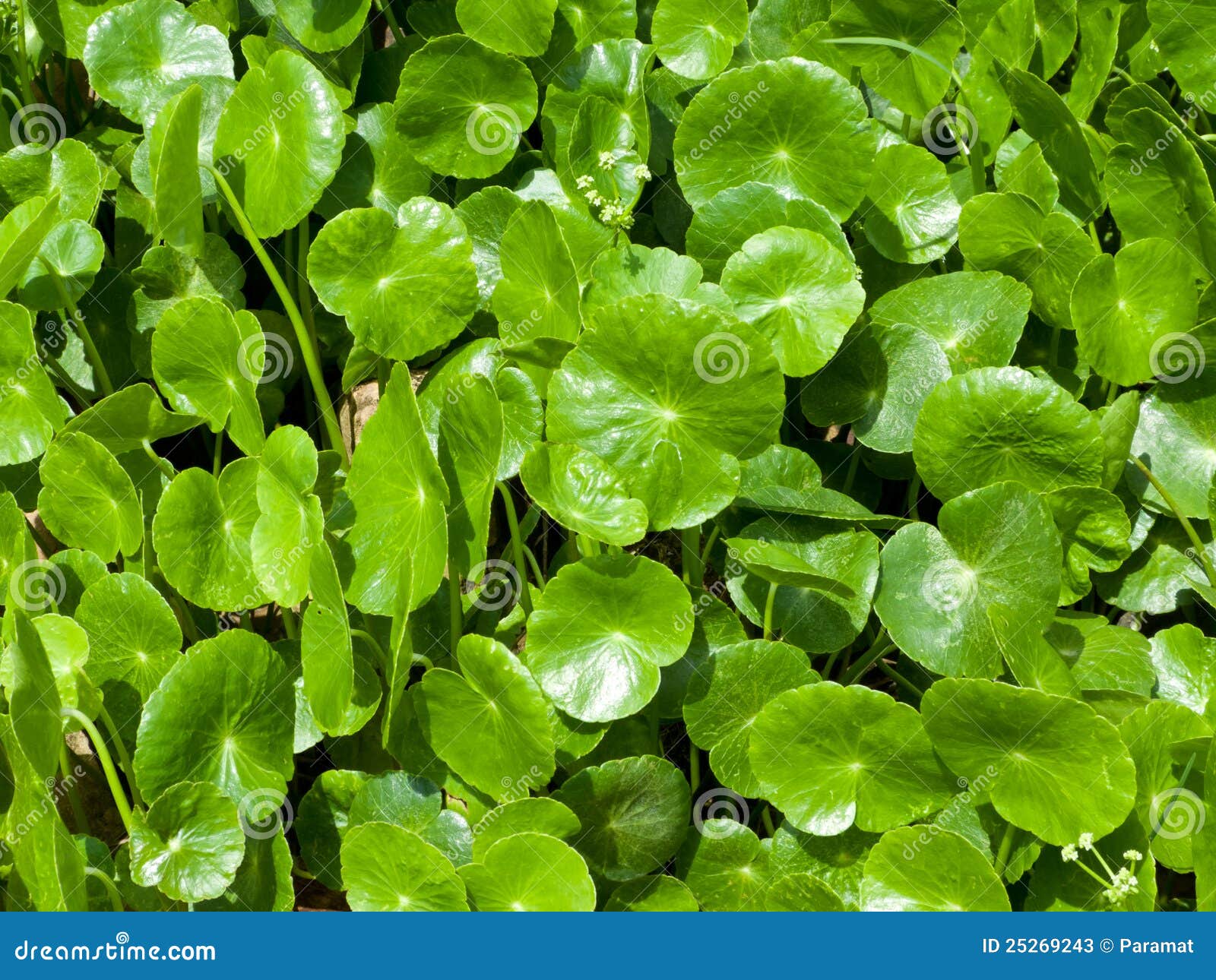 Gotu kola stock image. Image of holistic, inflammatory - 25269243
