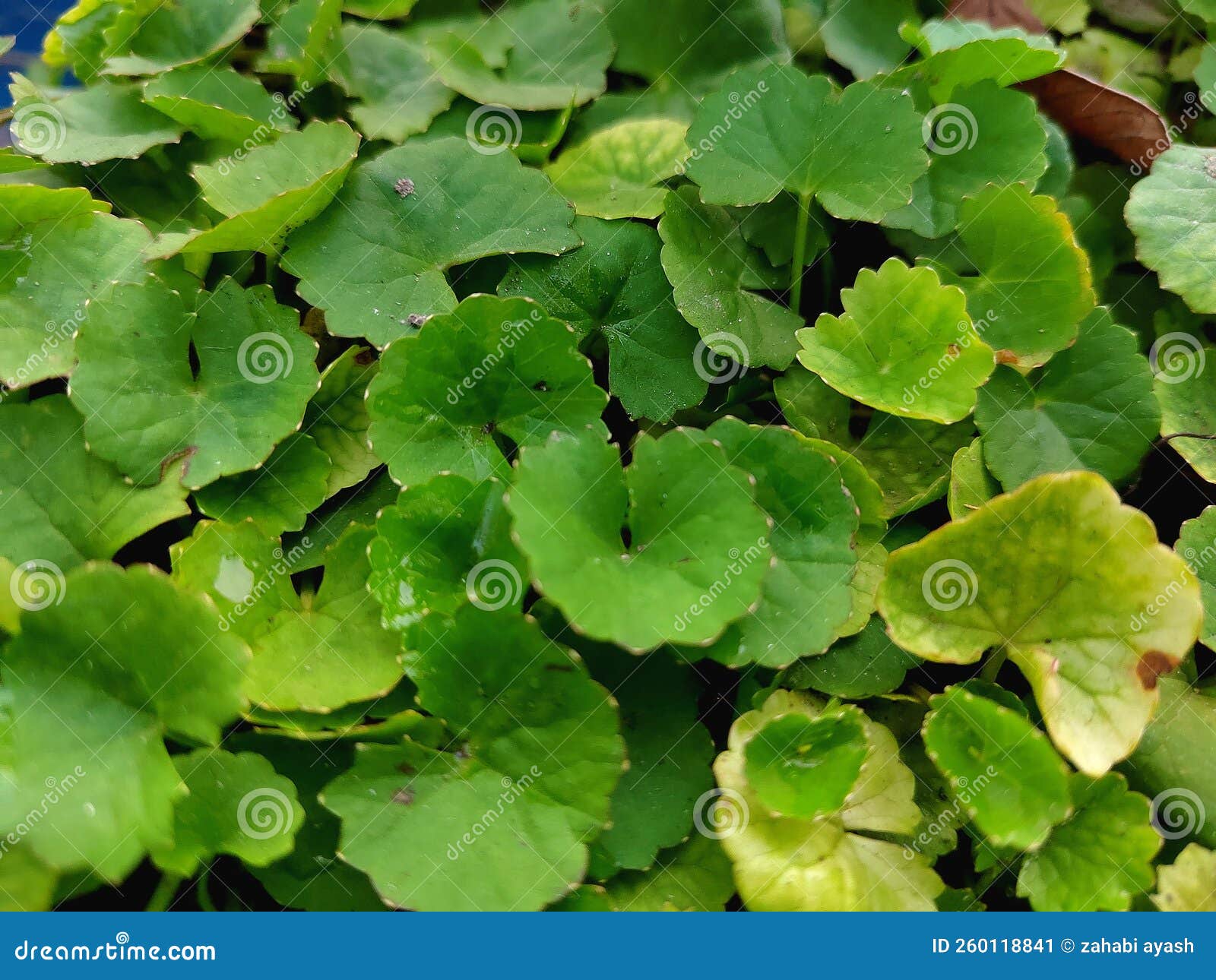 Gotu Kola Plant, Centella Asiatica Herbal Stock Image - Image of nature ...