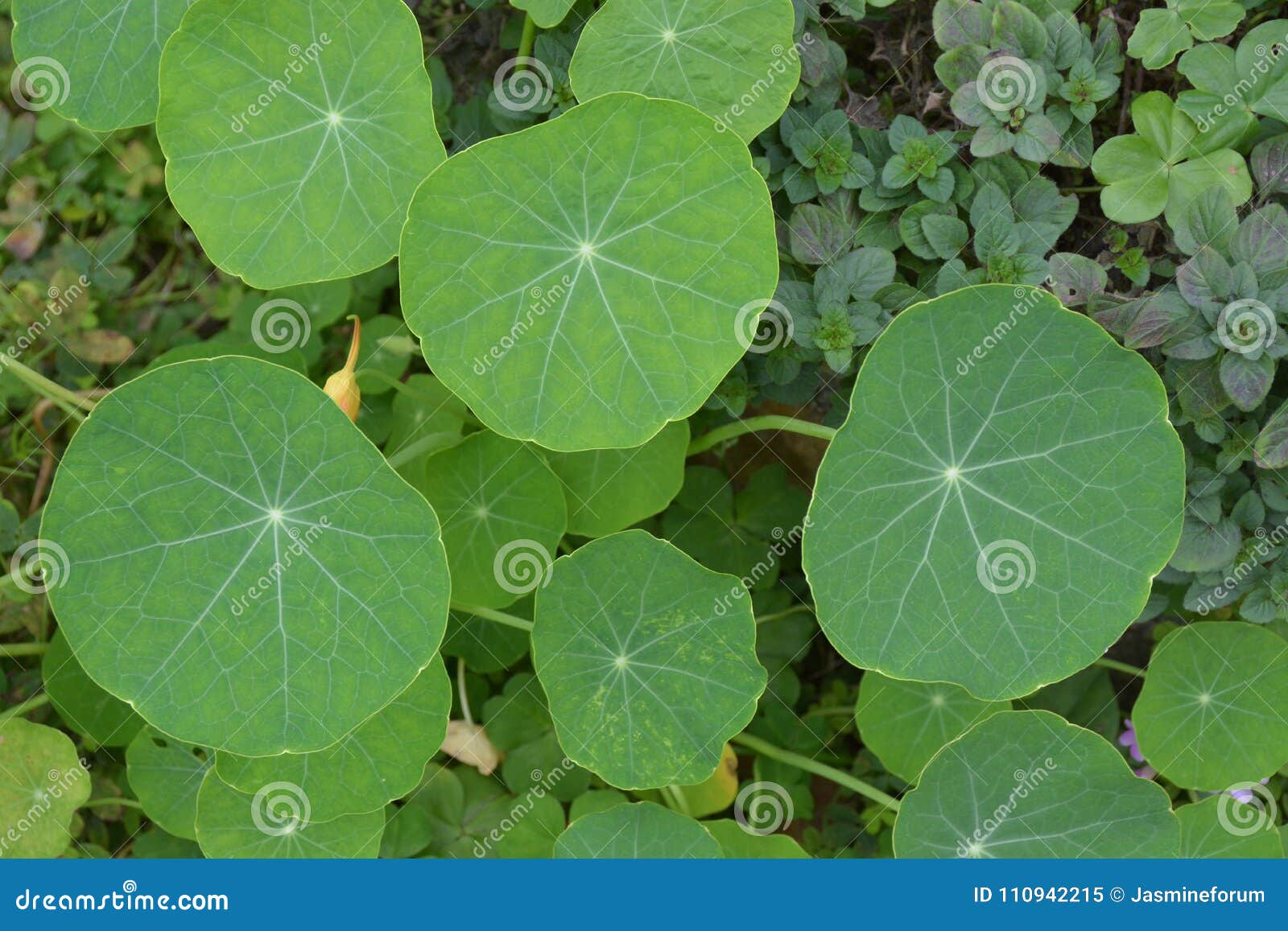 Gotu Kola close up stock image. Image of asiatica, frosttender - 110942215