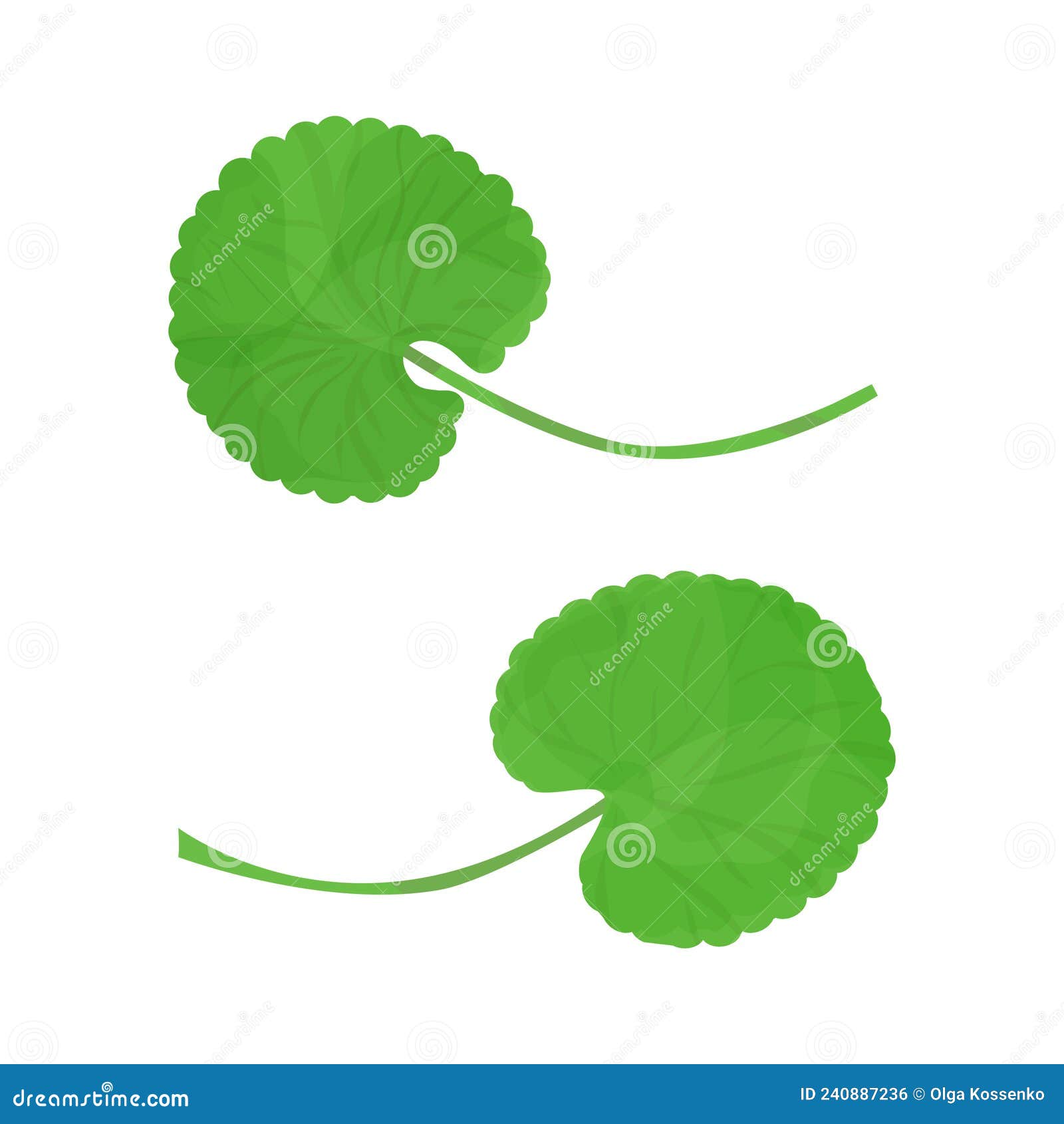Gotu Kola Grass. Centella Asiatica. Medicinal Plant. Vector ...
