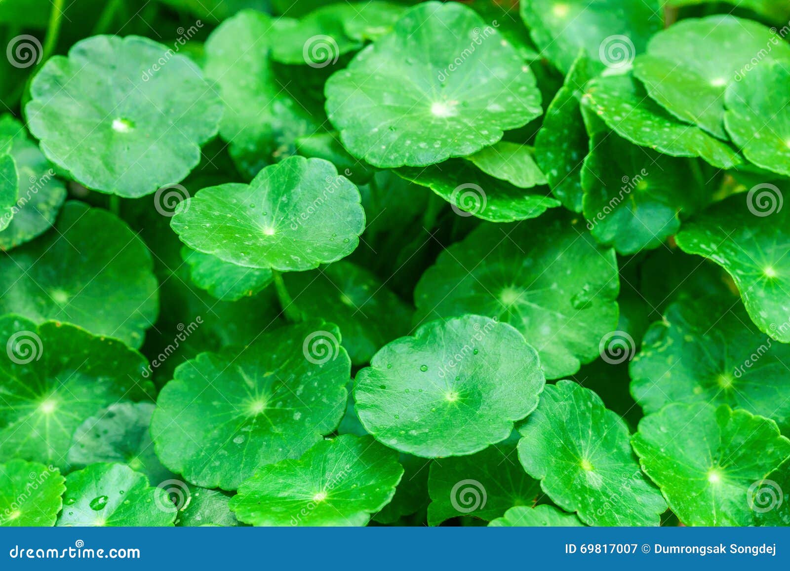 Gotu kola leaves stock image. Image of thai, asian, herbal - 69817007