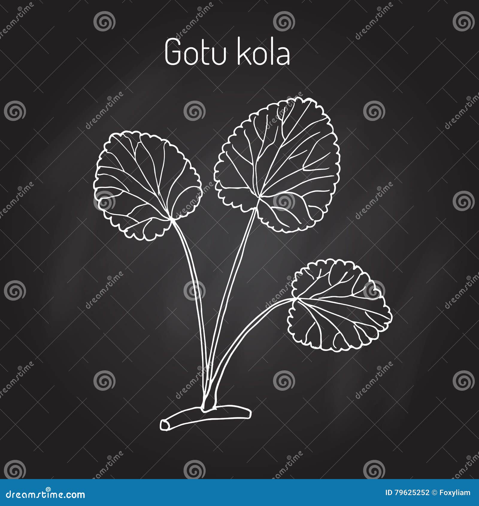 Gotu Kola - Medicinal Plant Stock Vector - Illustration of chinese ...