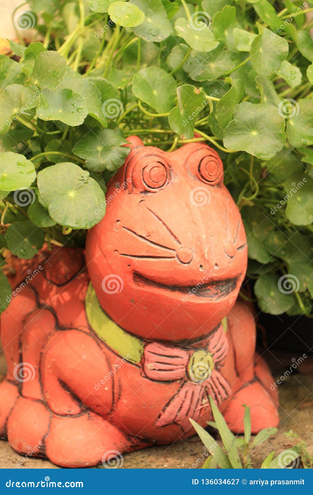 Gotu Kola Plant Herb . stock image. Image of herb, kola - 136034627