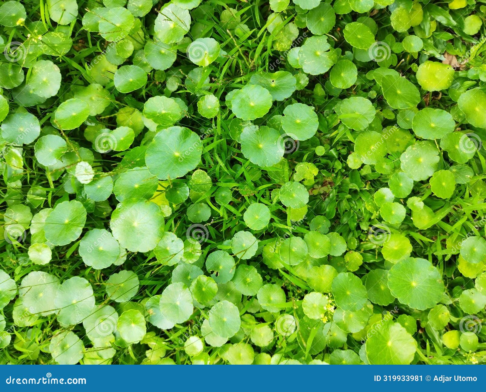 Gotu Kola Plants that Grow Well in the Grass. Horizontal Format. Stock ...