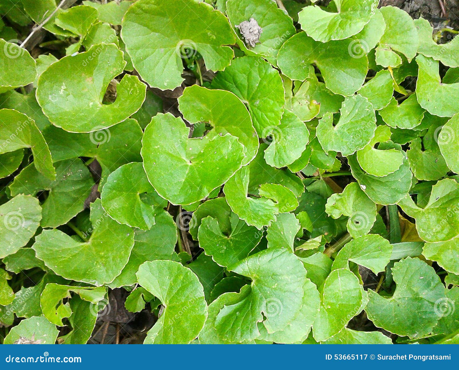 Gotu kula tree stock image. Image of gotu, leaf, herbal - 53665117