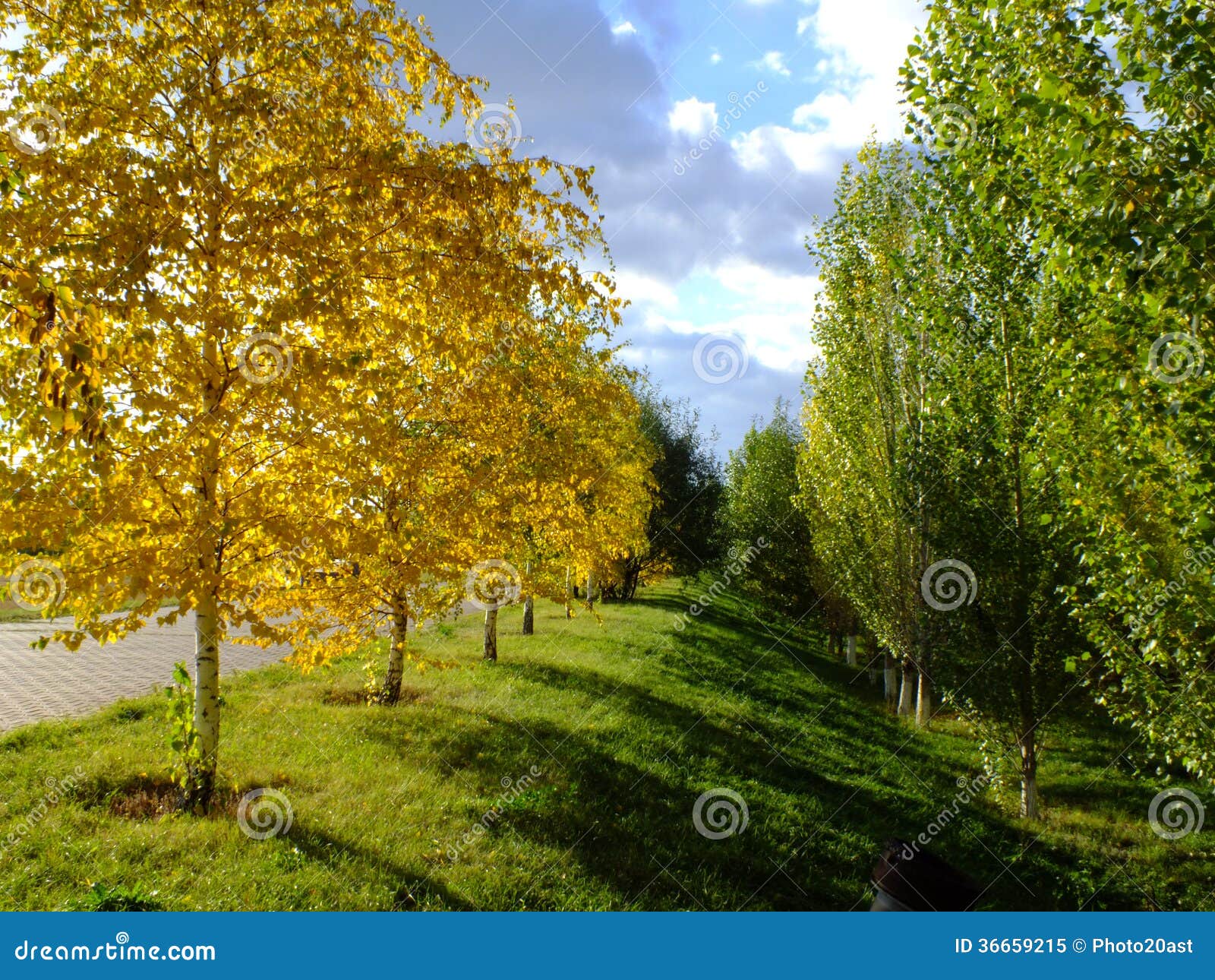 Gouden Berken En Groene Populieren Stock Afbeelding - Image of foto ...
