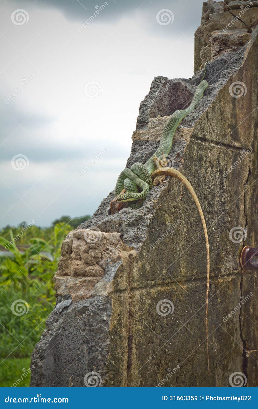 Gouden boomslang stock afbeelding. Image of blok, nave - 31663359