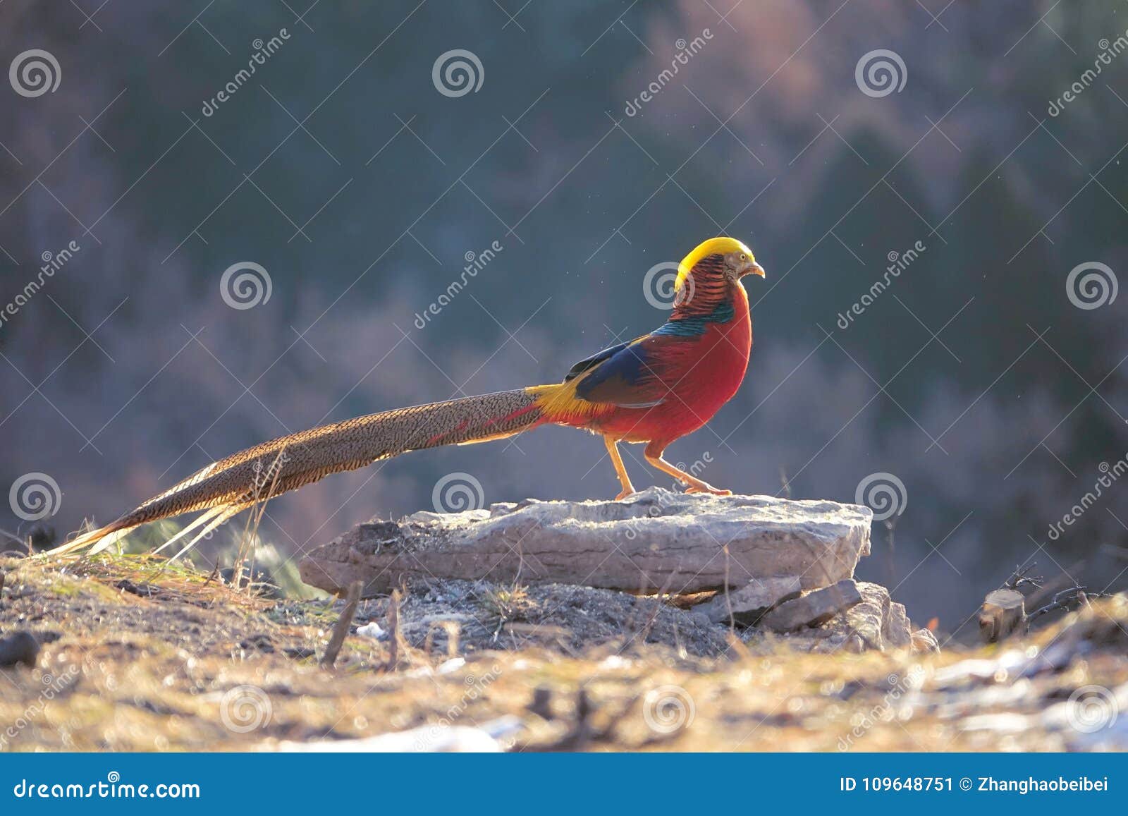 Gouden Fazant stock afbeelding. Image of berg, wild - 109648751