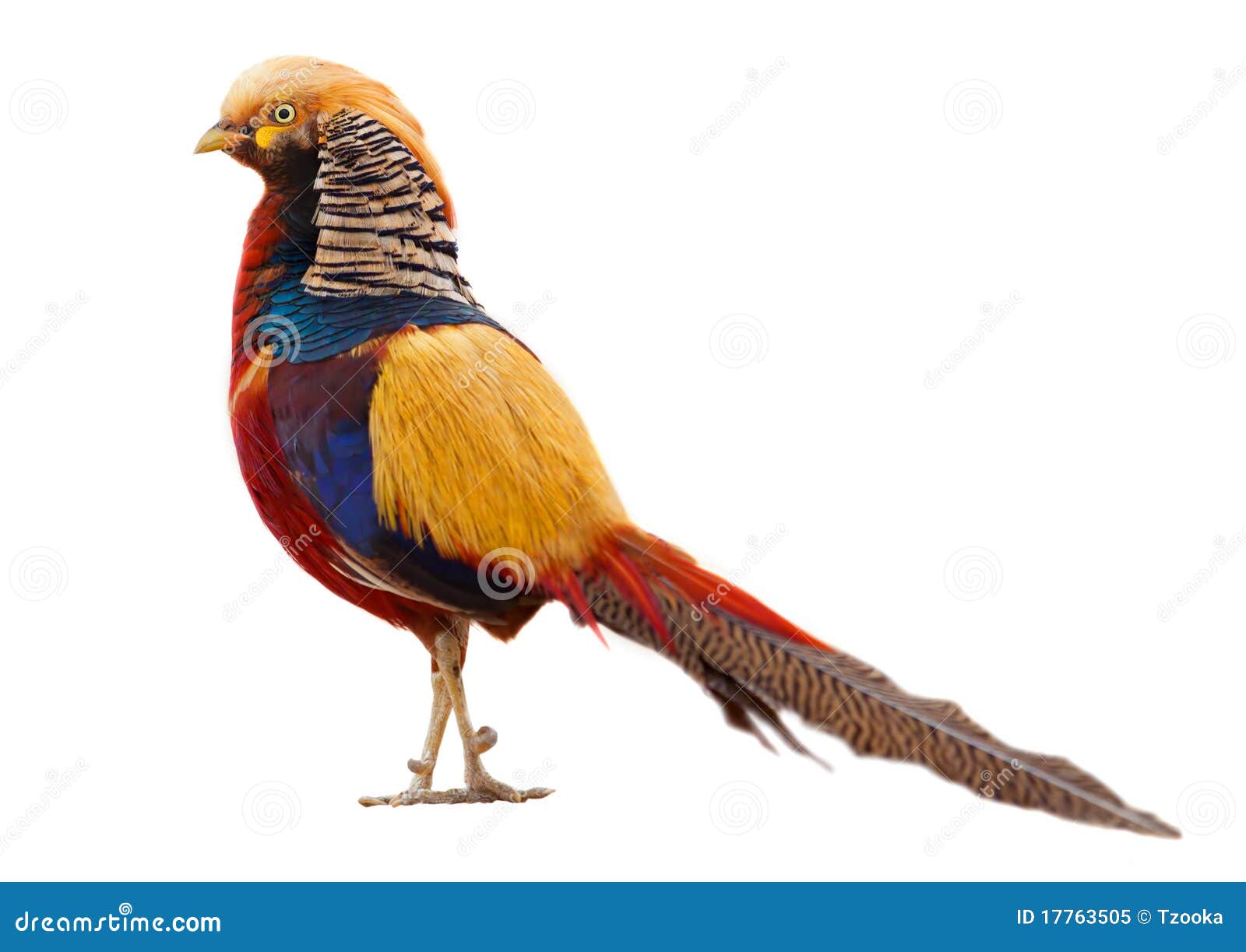 Spetter Gouden Fazant Jachtfazanten / Fazanten | Andewegsiervogels