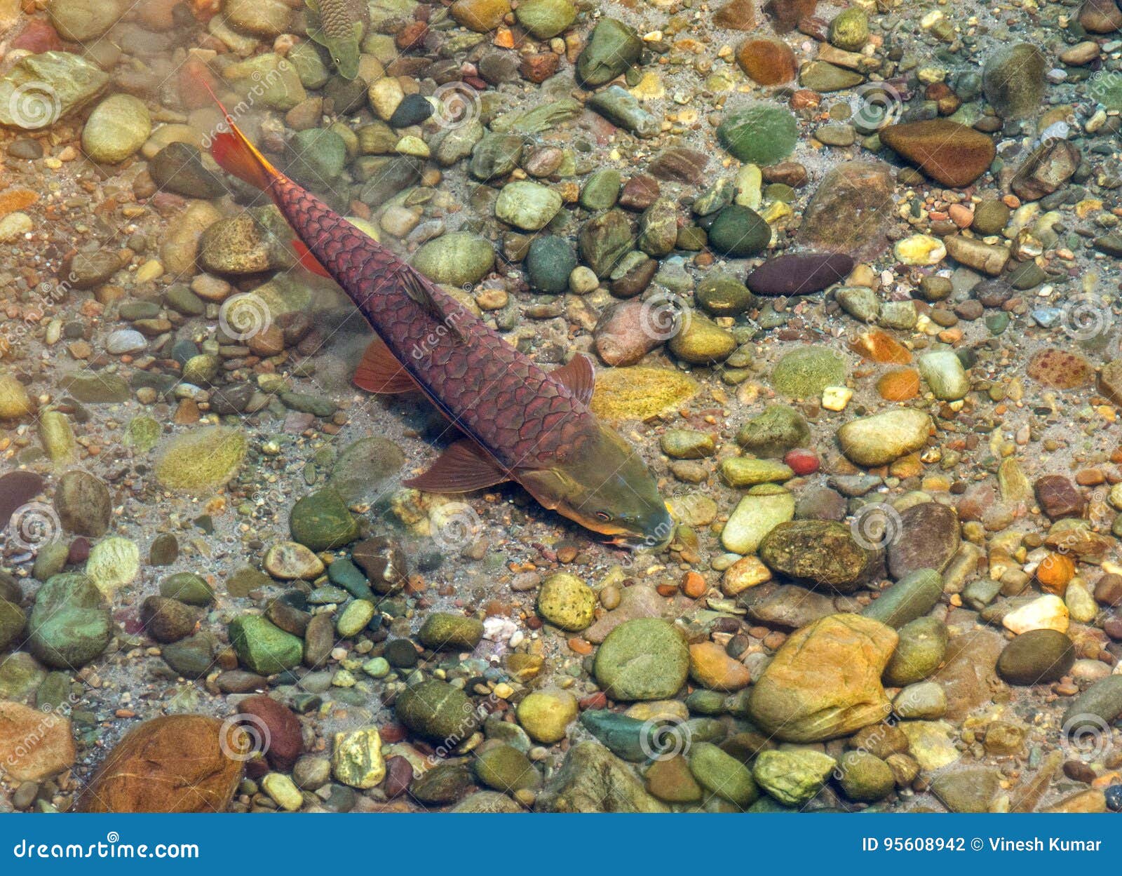 Gouden katvis in rivier stock foto. Image of vinnen, mooi - 95608942