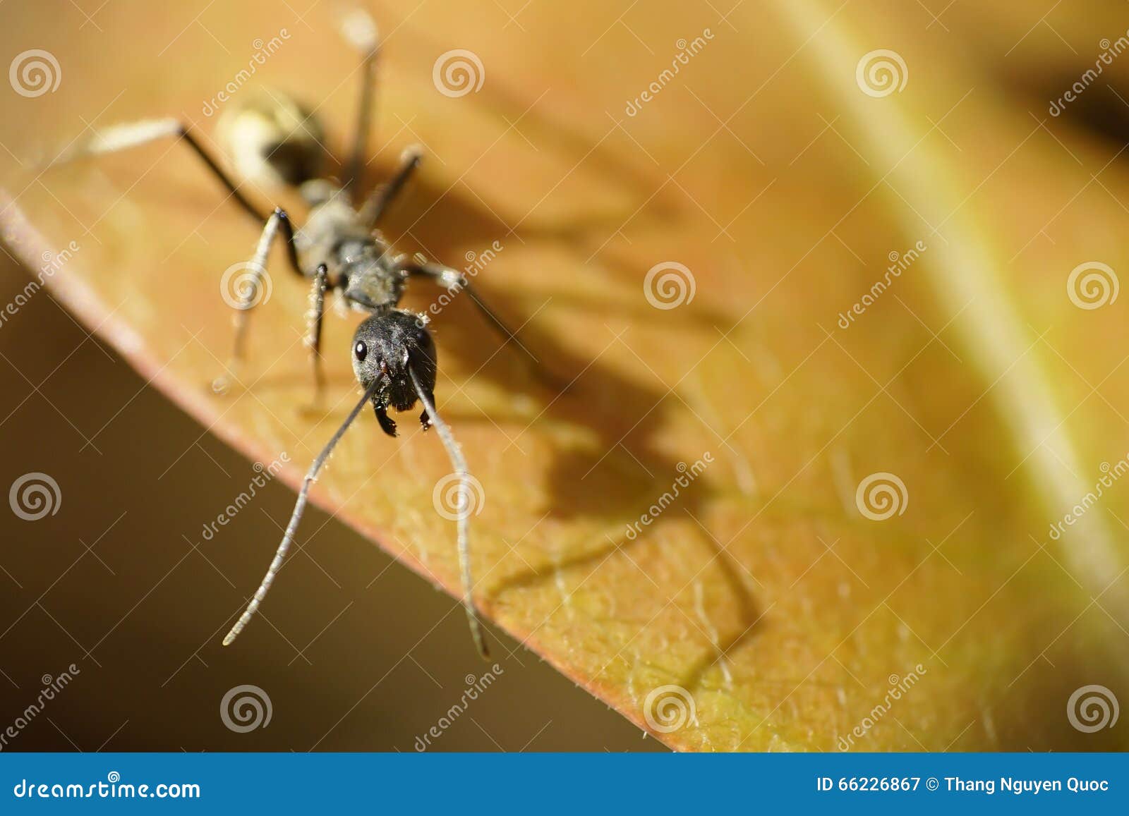 Gouden mier stock afbeelding. Image of reizen, vorst - 66226867