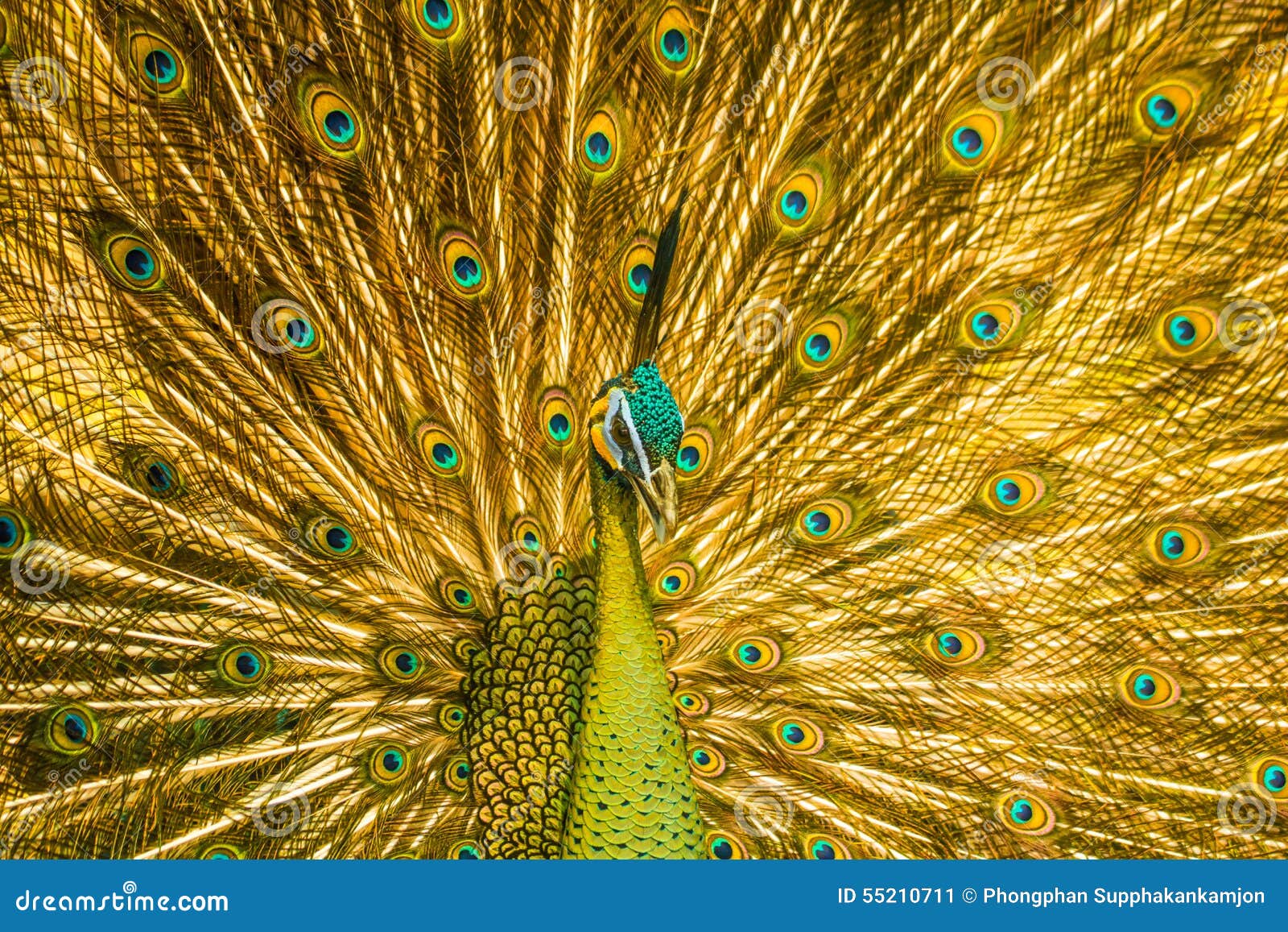 Gouden Pauw stock afbeelding. Image of tentoonstelling - 55210711