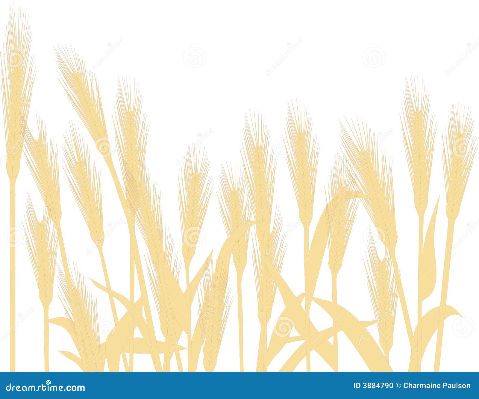 Gouden Tarwe vector illustratie. Illustration of illustratie - 3884790