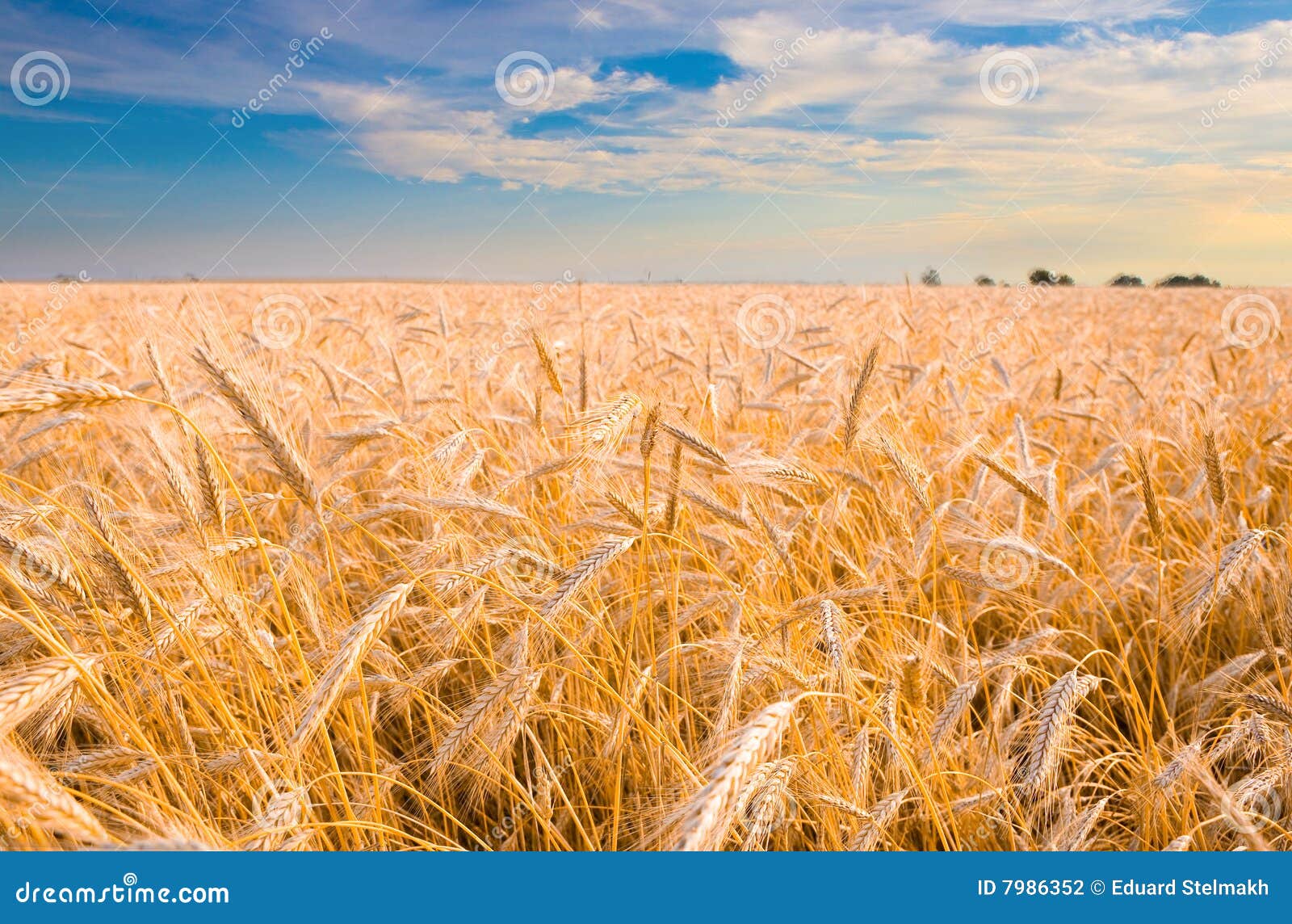 Gouden Tarwe Klaar Voor Oogst Stock Foto - Image of wolk, rood: 7986352