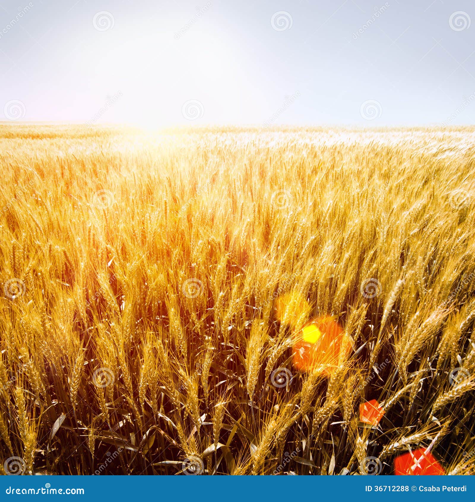 Gouden Tarwe -tarwe-fileld Met Zonneschijn Stock Foto - Image of licht ...