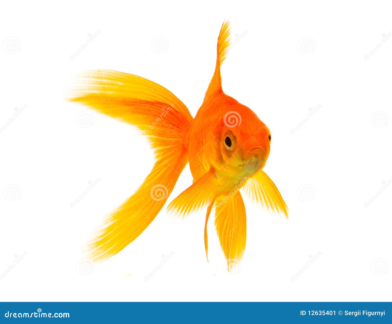 Goudvis stock afbeelding. Image of kleur, gouden, onderwater - 12635401