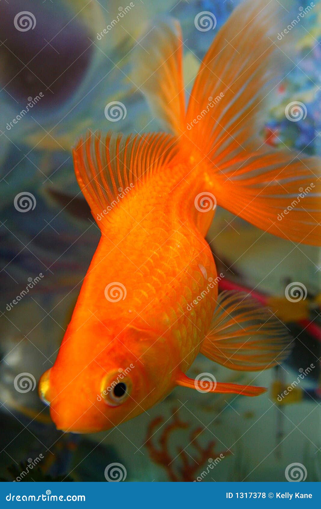 Goudvis stock foto. Image of groot, vissen, sluit, leuk - 1317378