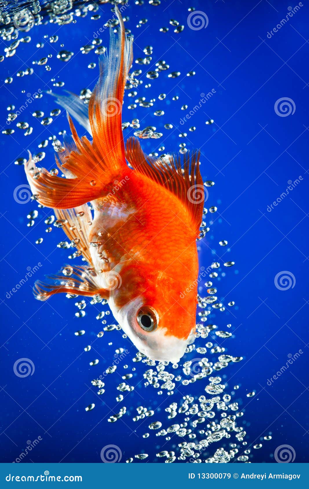 Goudvis stock afbeelding. Image of goudvis, nave, één - 13300079