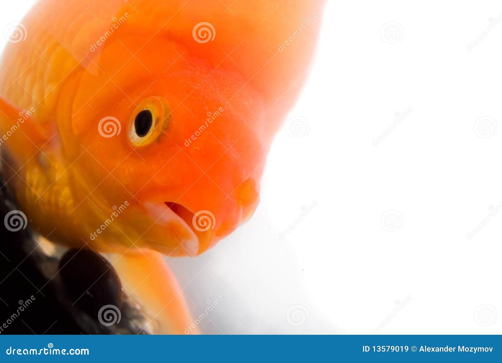 Goudvis stock afbeelding. Image of goud, vissen, sinaasappel - 13579019