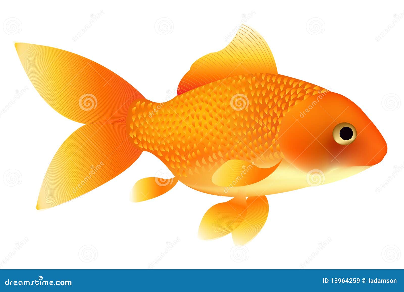 Goudvis vector illustratie. Illustration of dier, leuk - 13964259