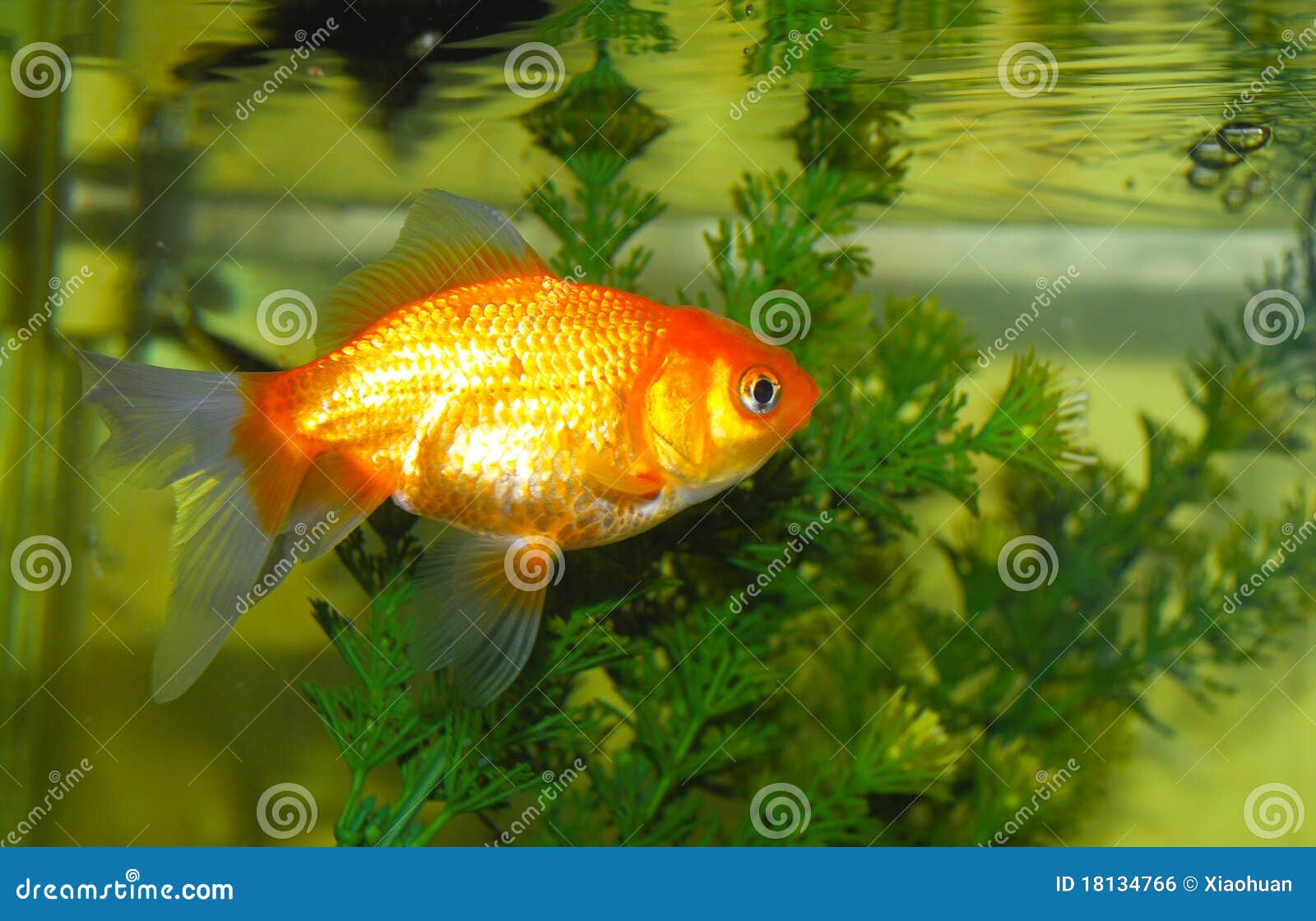 Goudvis stock foto. Image of water, schoonheid, vissen - 18134766