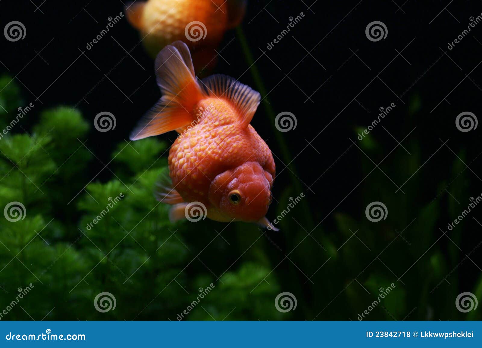 Goudvis stock foto. Image of ogen, schoon, draak, water - 23842718
