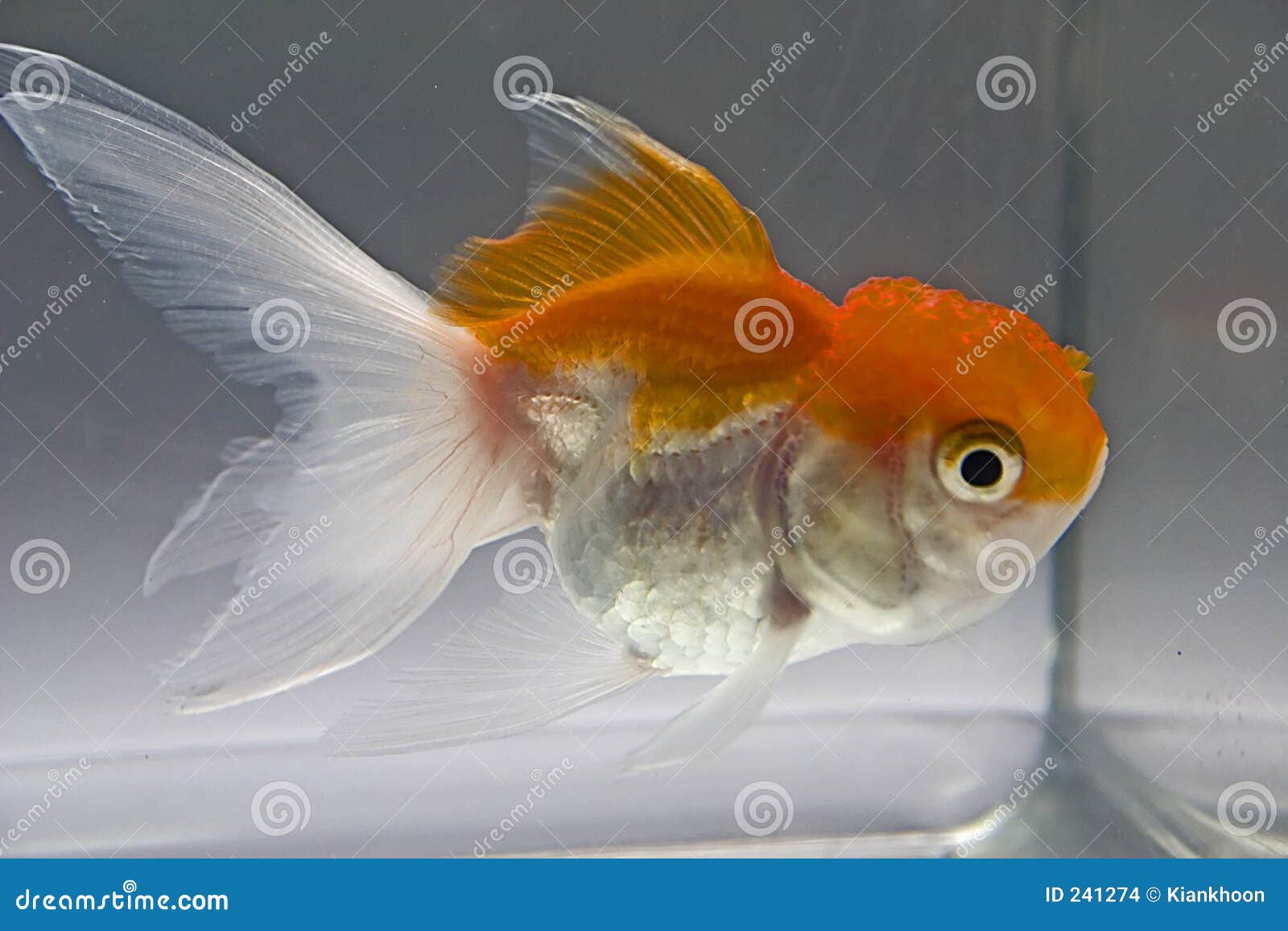 Goudvis stock foto. Image of aquatisch, vissen, zwemmen - 241274