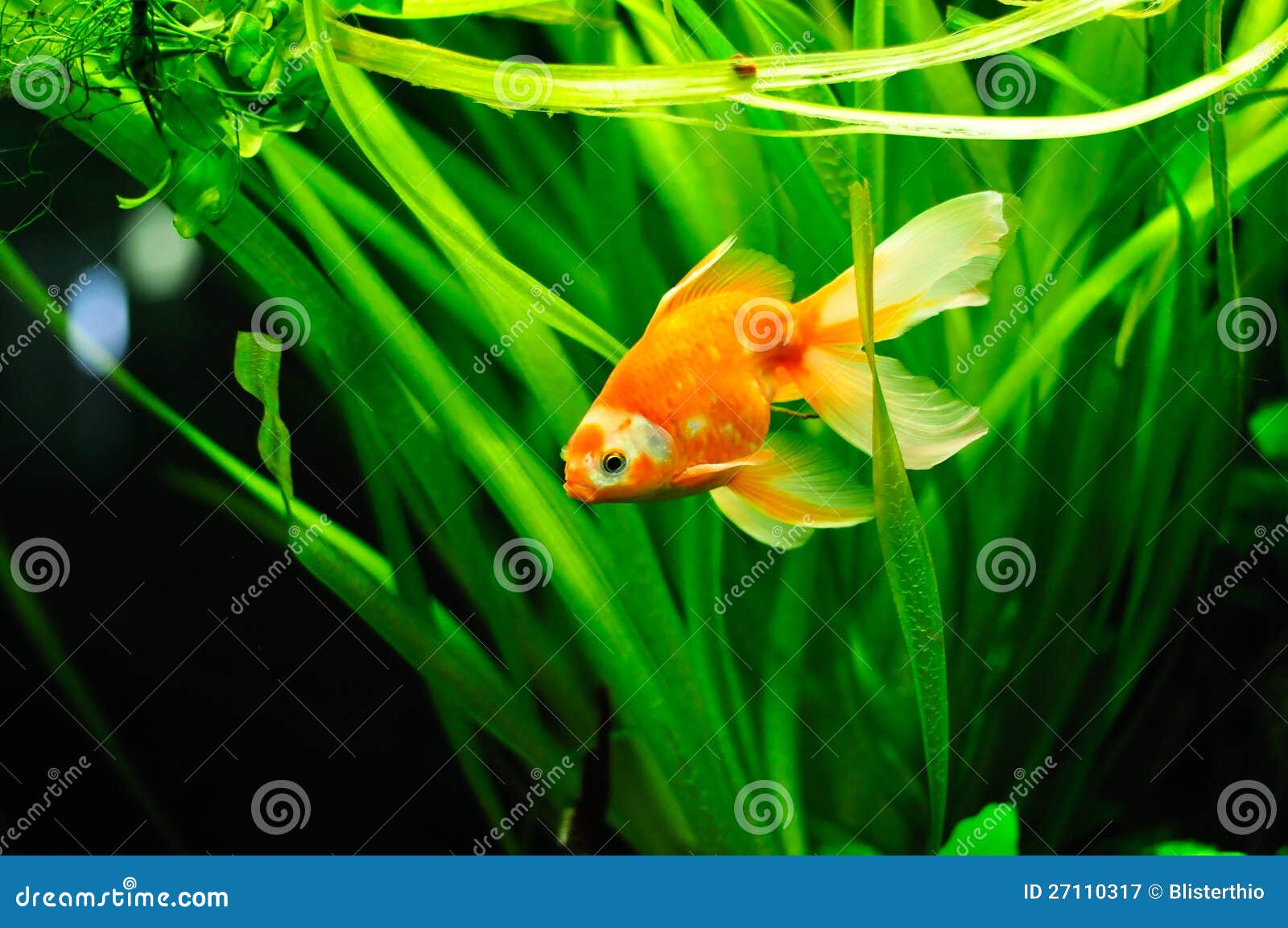 Goudvis stock afbeelding. Image of nave, motie, goud - 27110317