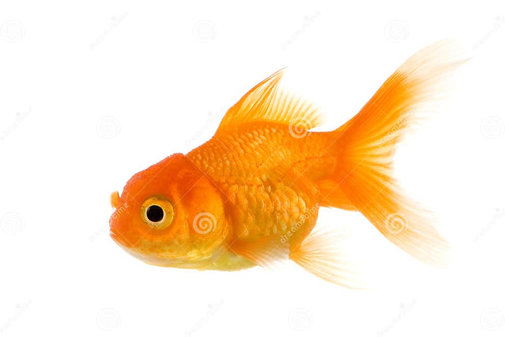 Goudvis stock foto. Image of karper, aquarium, ogen, camera - 2944068