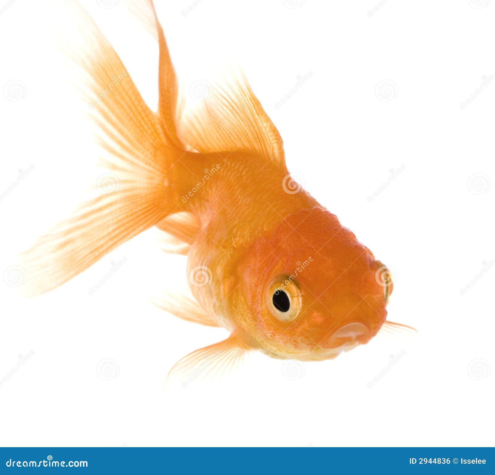 Goudvis stock foto. Image of apneu, geel, binnenlands - 2944836