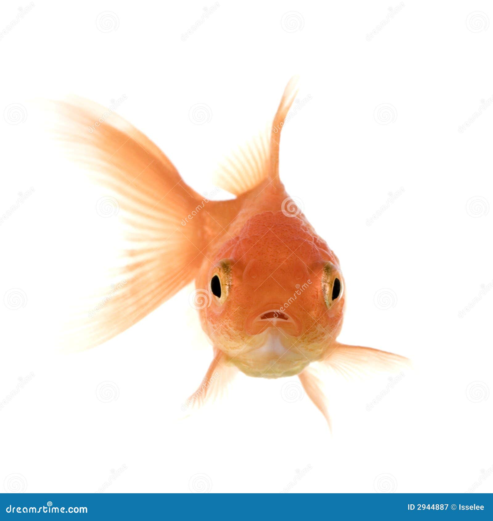 Goudvis stock afbeelding. Image of achtergrond, thema - 2944887