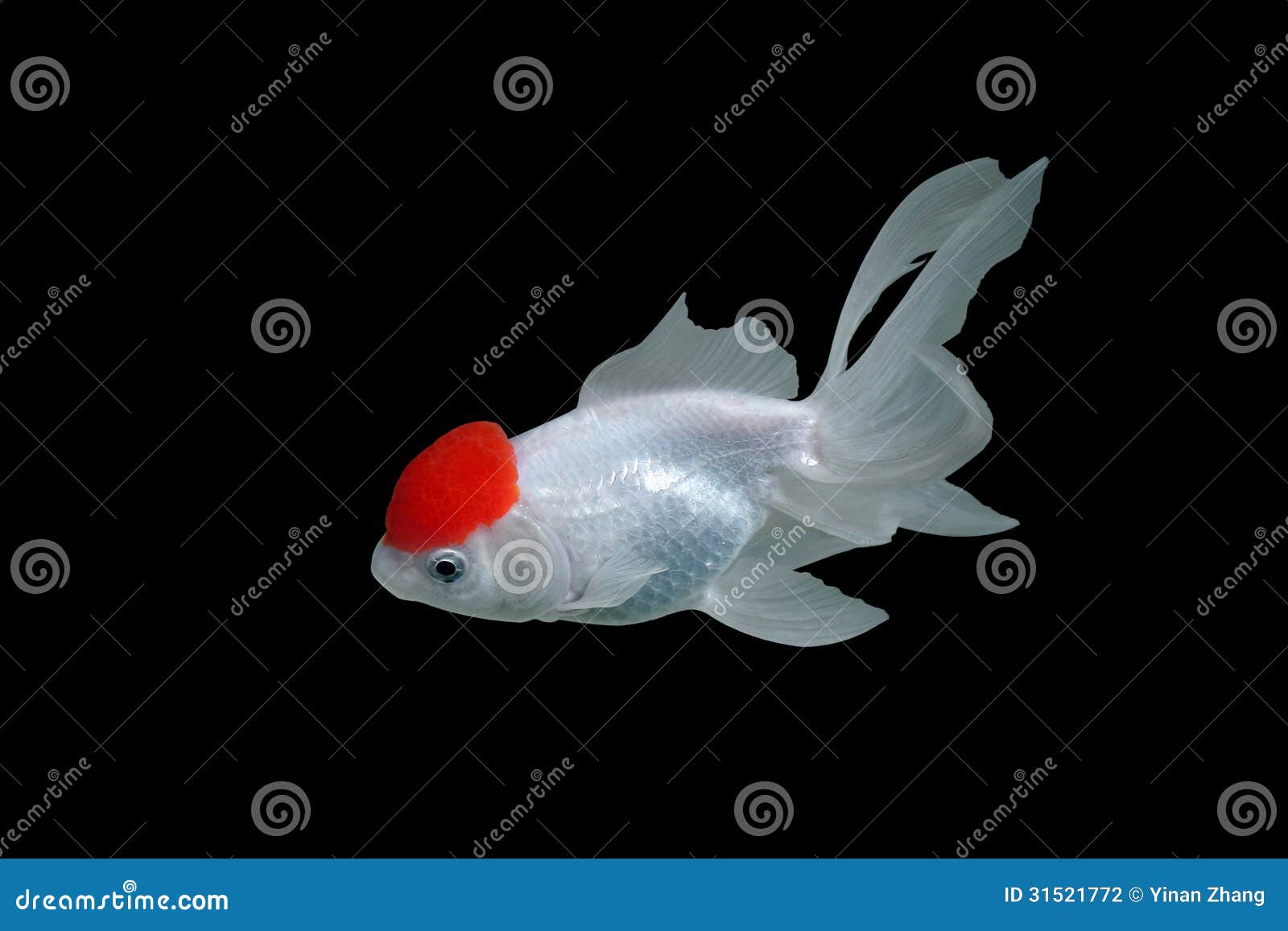 Goudvis stock foto. Image of sier, rood, goudvis, zwemmen - 31521772
