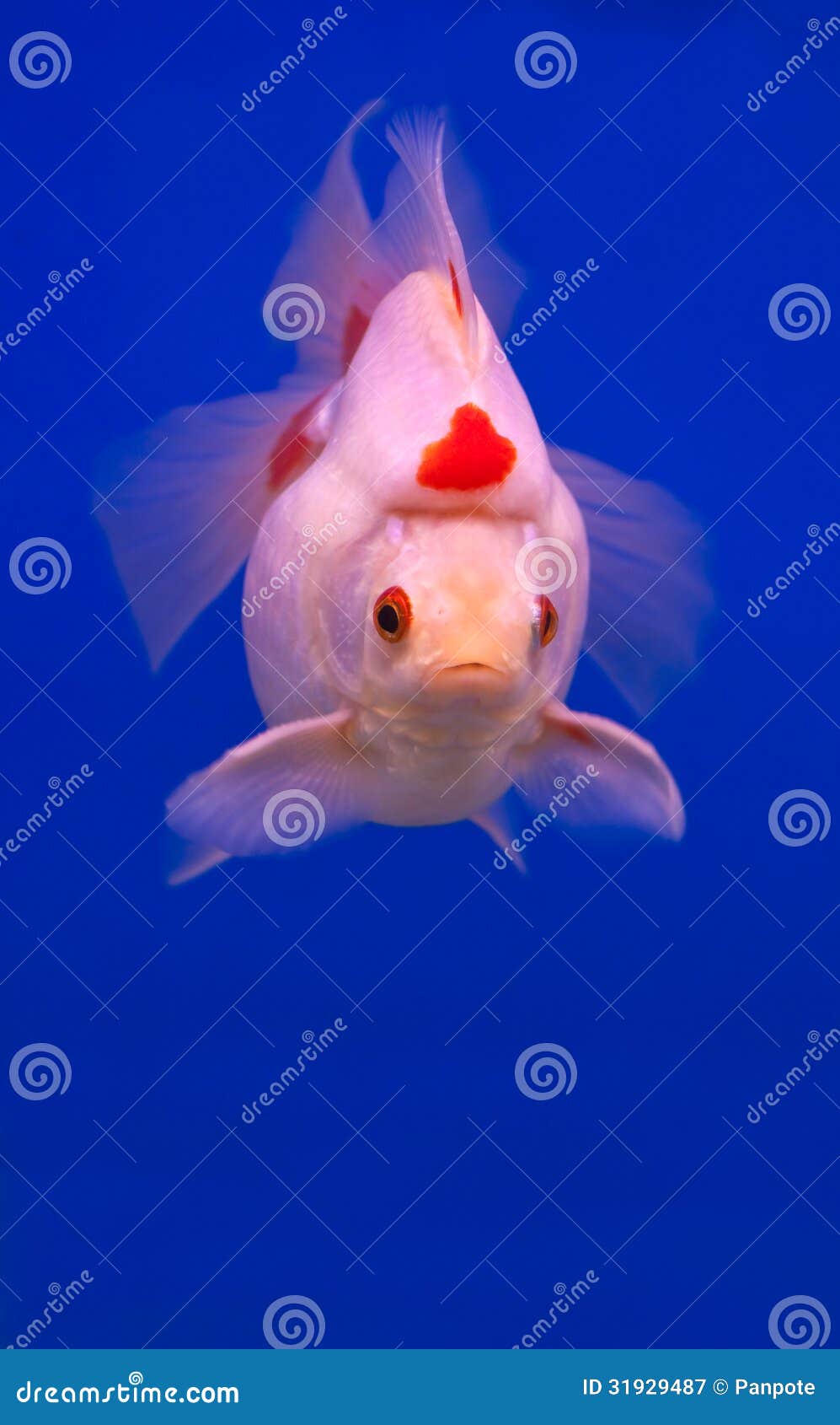 Goudvis stock afbeelding. Afbeelding bestaande uit aquarium - 31929487