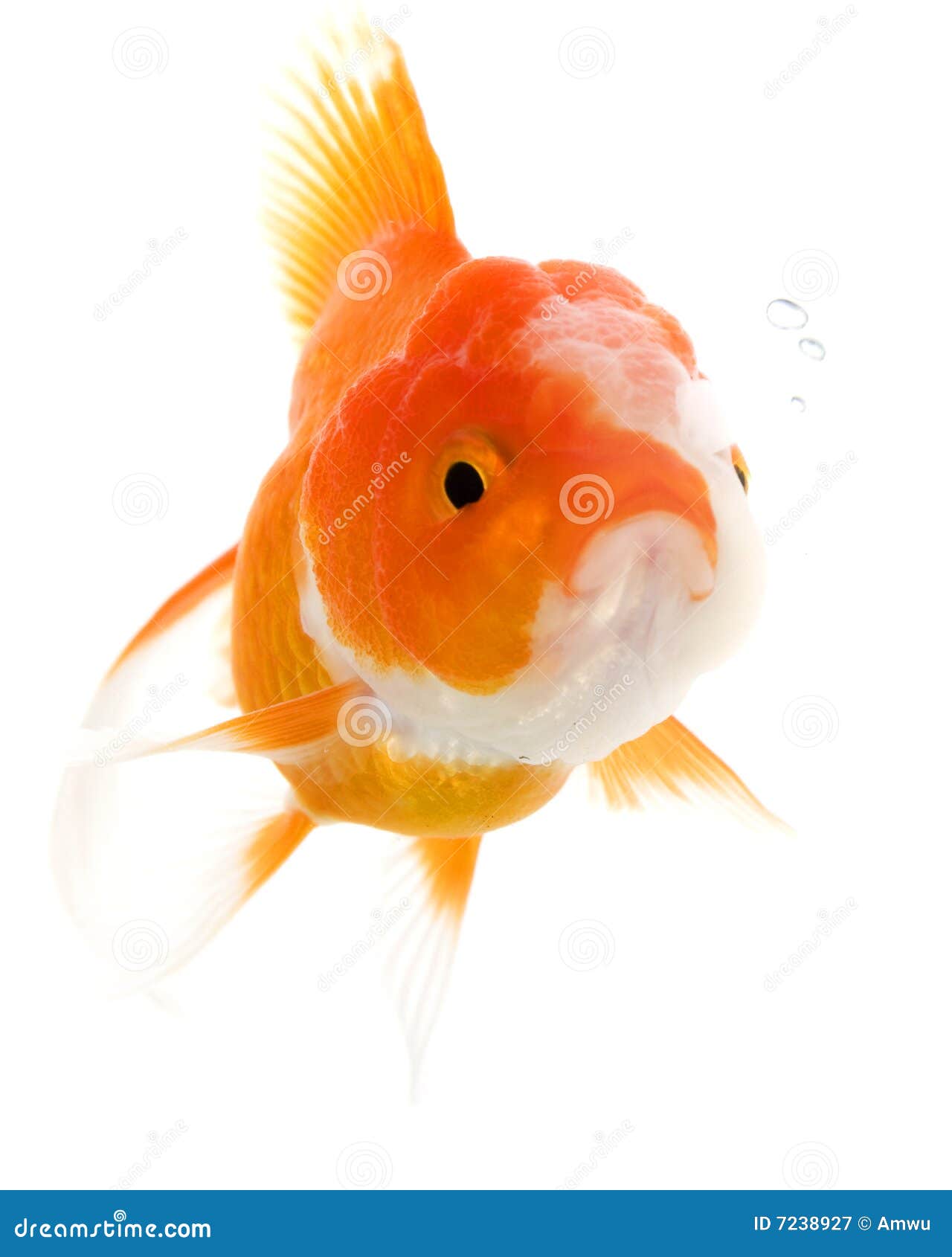 Goudvis stock afbeelding. Image of water, vissen, ademhaling - 7238927