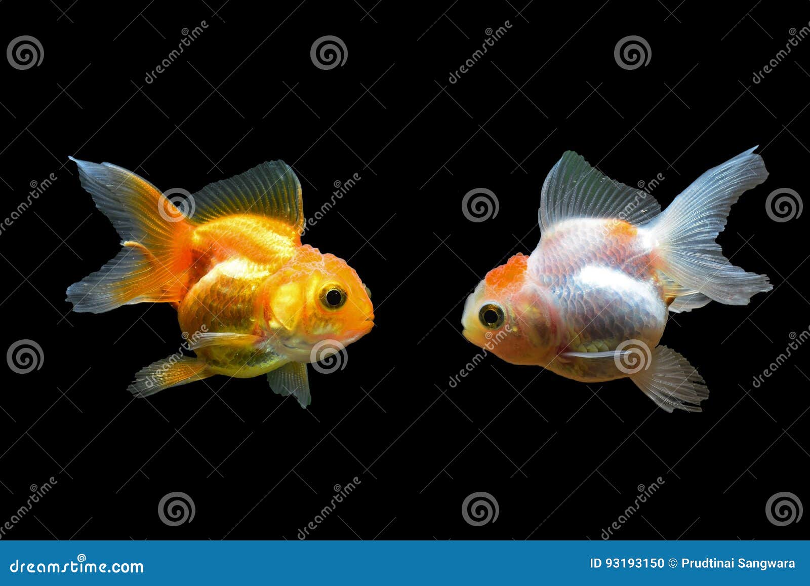 Goudvis stock foto. Image of nave, rood, installaties - 93193150