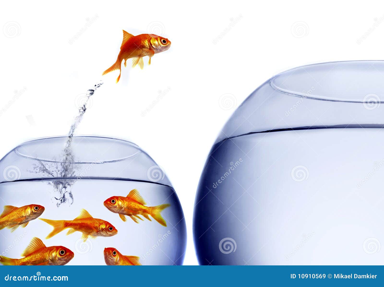 Goudvis Die Uit Het Water Springt Stock Afbeelding - Afbeelding: 10910569