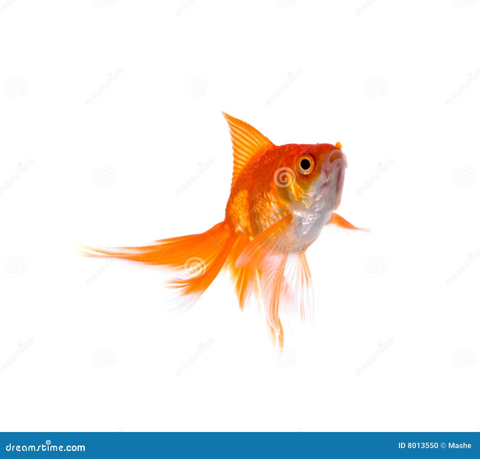 Goudvis. Isolatie op wit stock foto. Image of goudvissen - 8013550