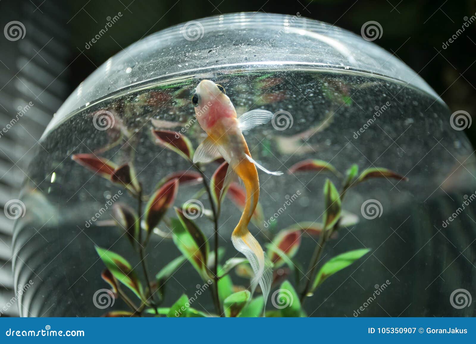 Goudvis in kom stock afbeelding. Image of binnen, gebied - 105350907