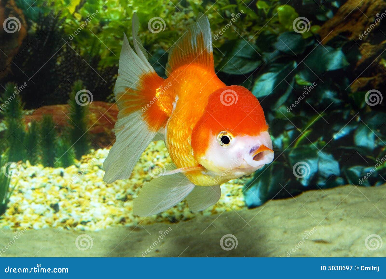 Goudvis Oranda stock afbeelding. Image of macro, aquatisch - 5038697