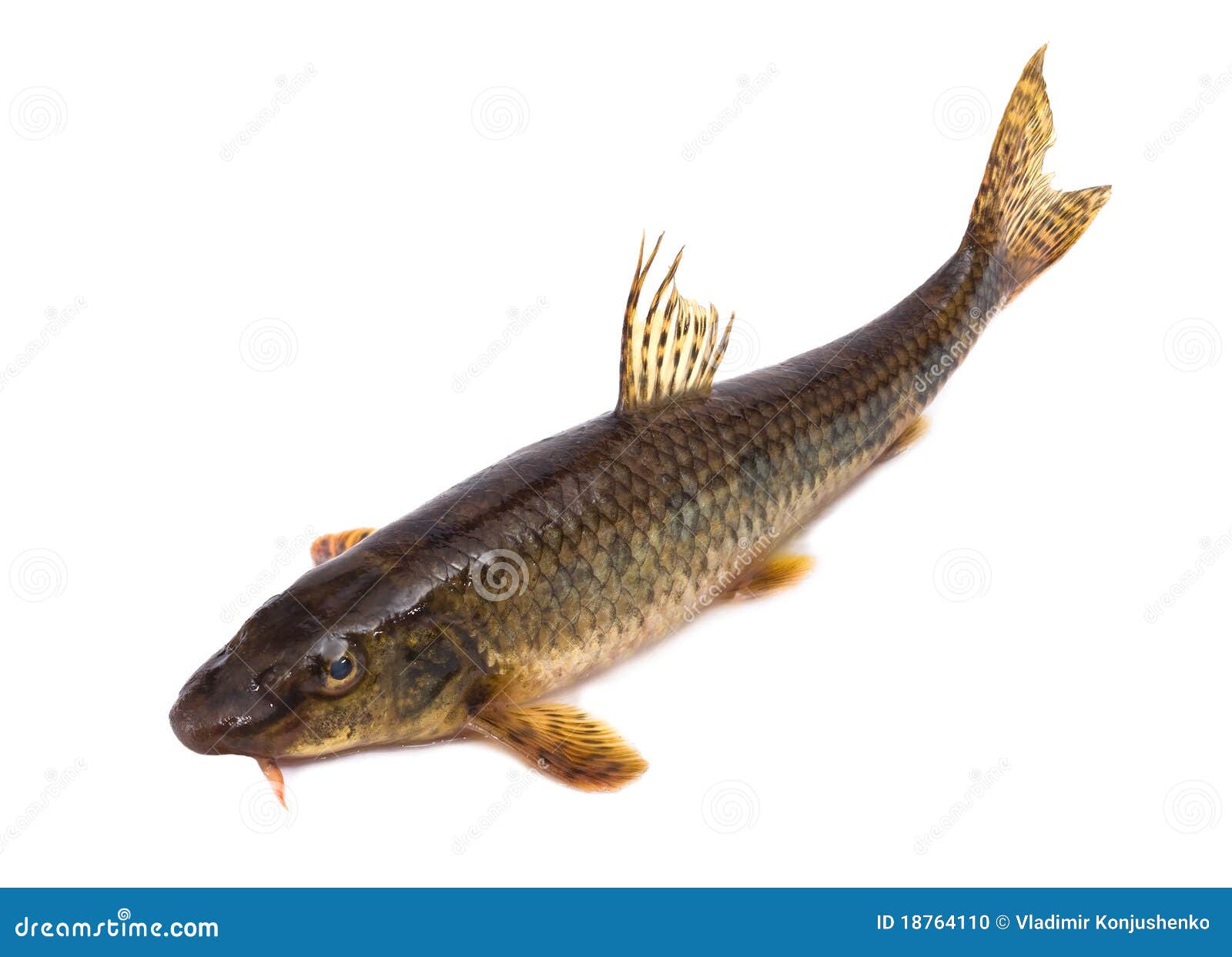 Goujon photo stock. Image du frais, pêche, animal, nourriture - 18764110