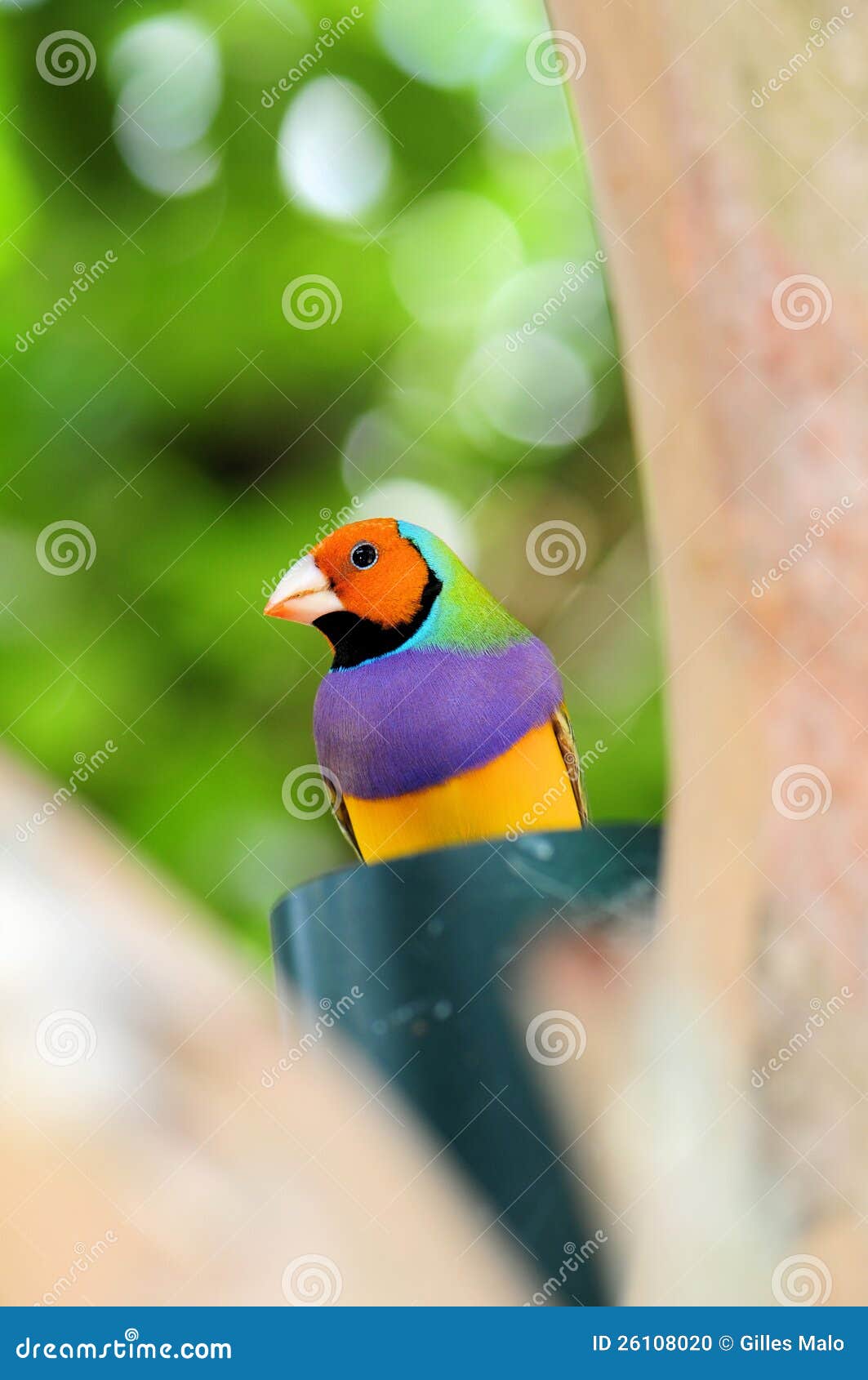 Gouldian finch bird stock photo. Image of bird, creatures - 26108020
