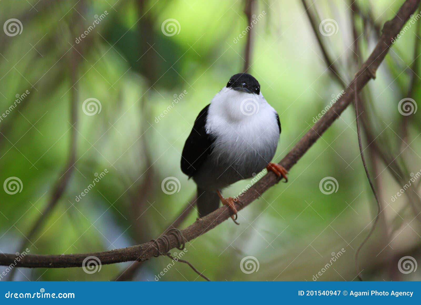 Goulds Manakin, White-bearded Manakin, Manacus Manacus Stock Image ...