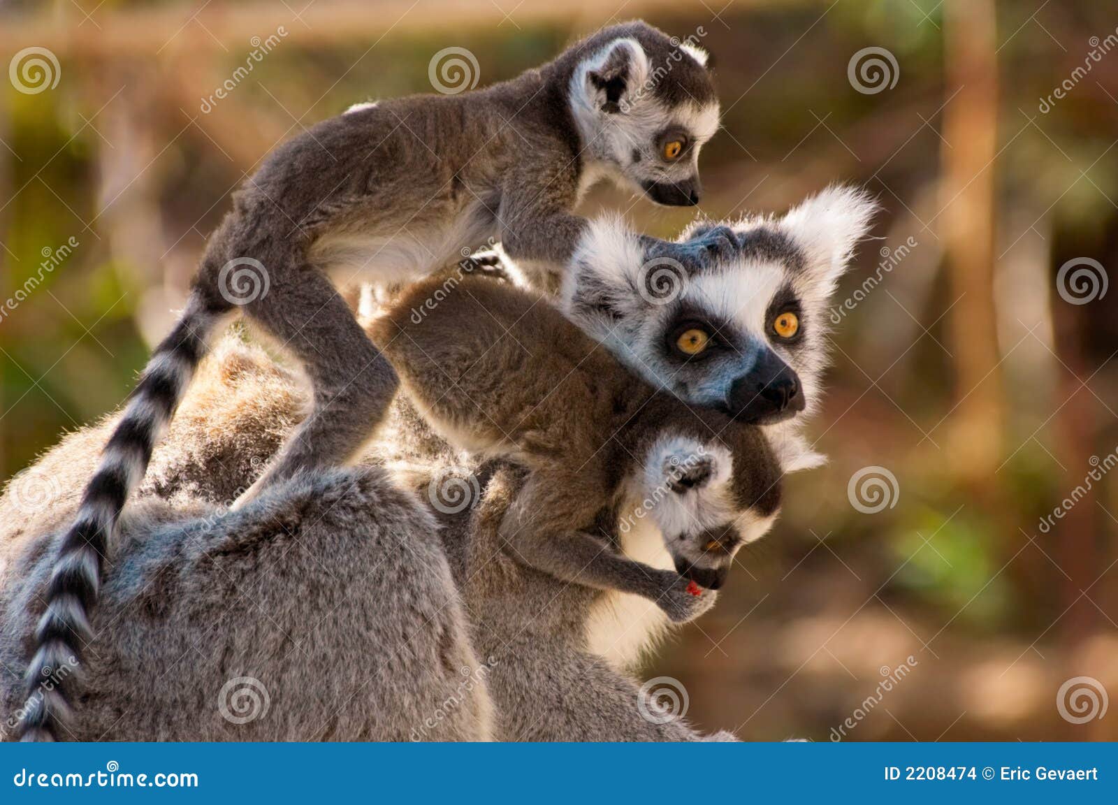 A Goup of Cute Ring-tailed Lem Stock Photo - Image of rings, looking ...