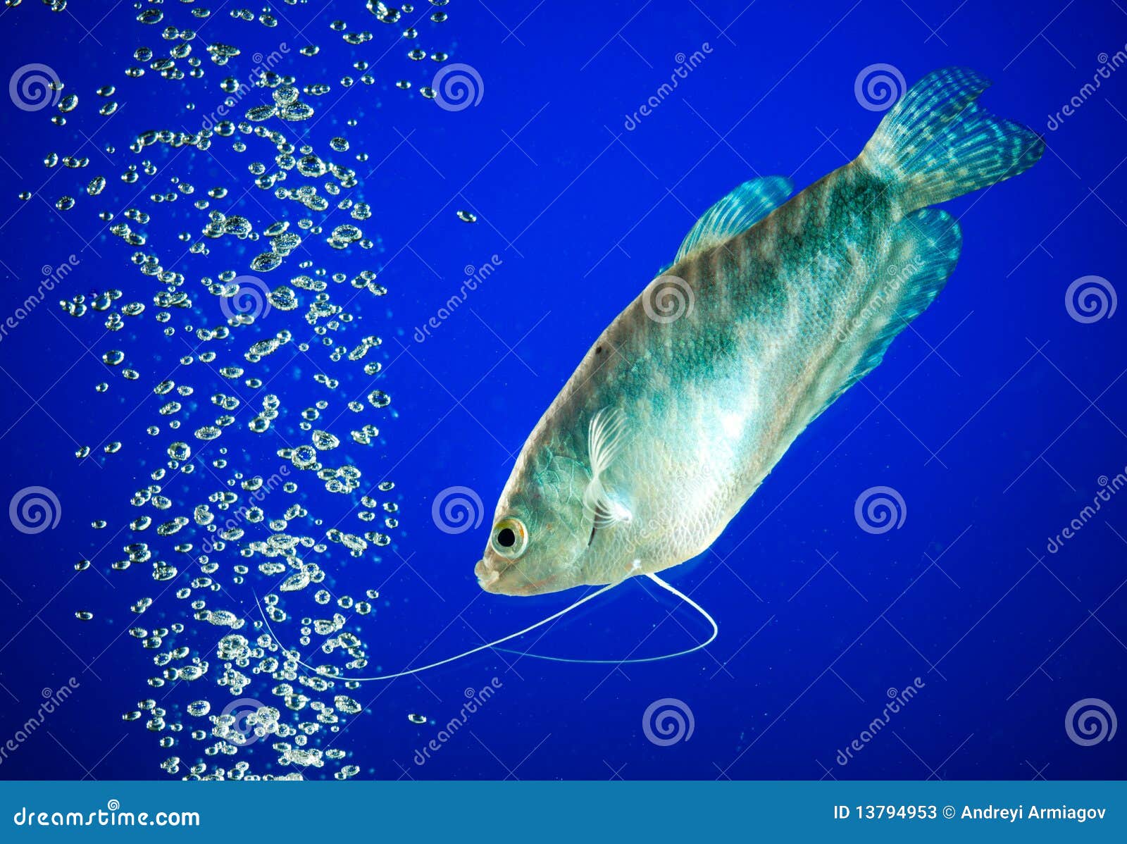 Gourami stock image. Image of cute, yellow, freedom, water - 13794953