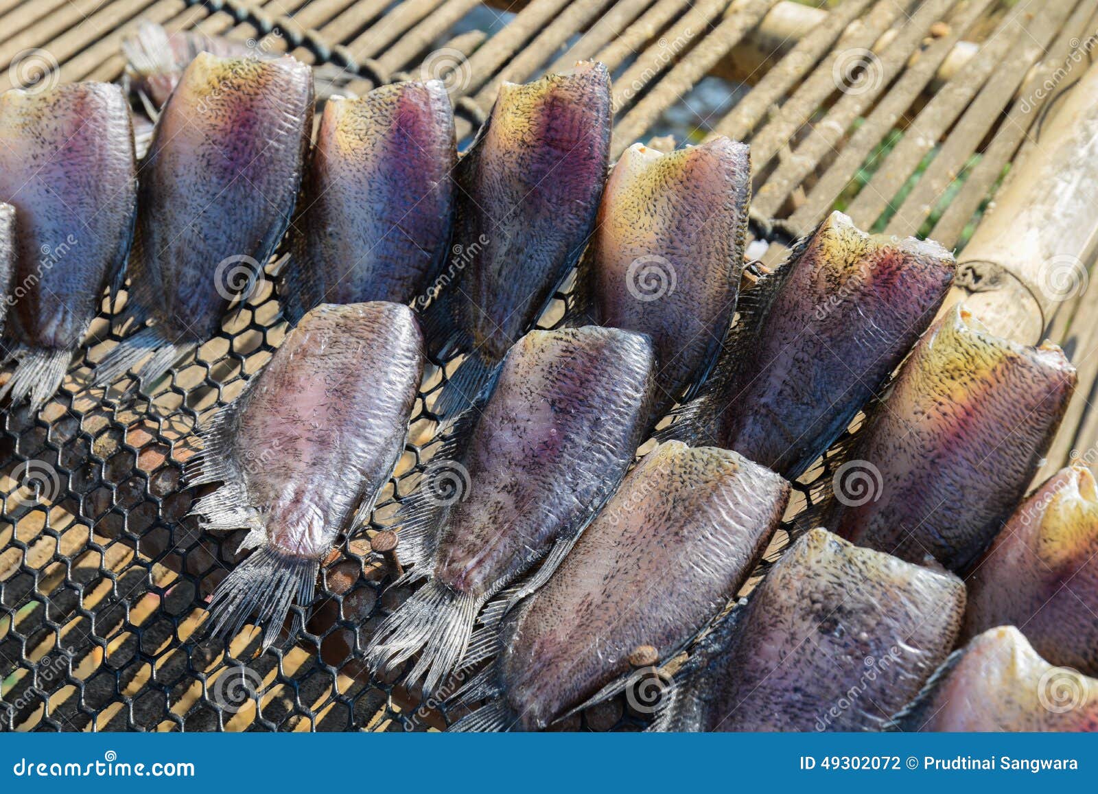 Gourami stock photo. Image of pectoralis, thailand, gourami - 49302072
